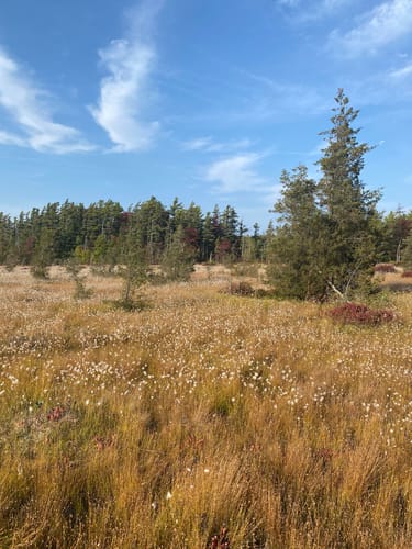 2023 Best Easy Trails in Forbes State Forest | AllTrails