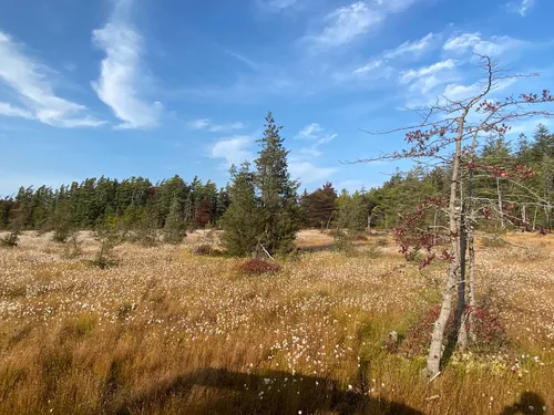 10 Best Hikes and Trails in Forbes State Forest | AllTrails