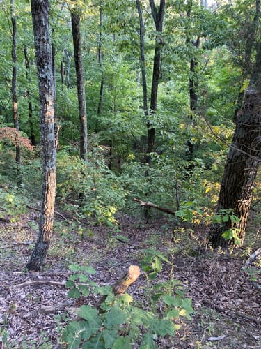 Beste wandelingen en routes in Jackson Washington State Forest | AllTrails