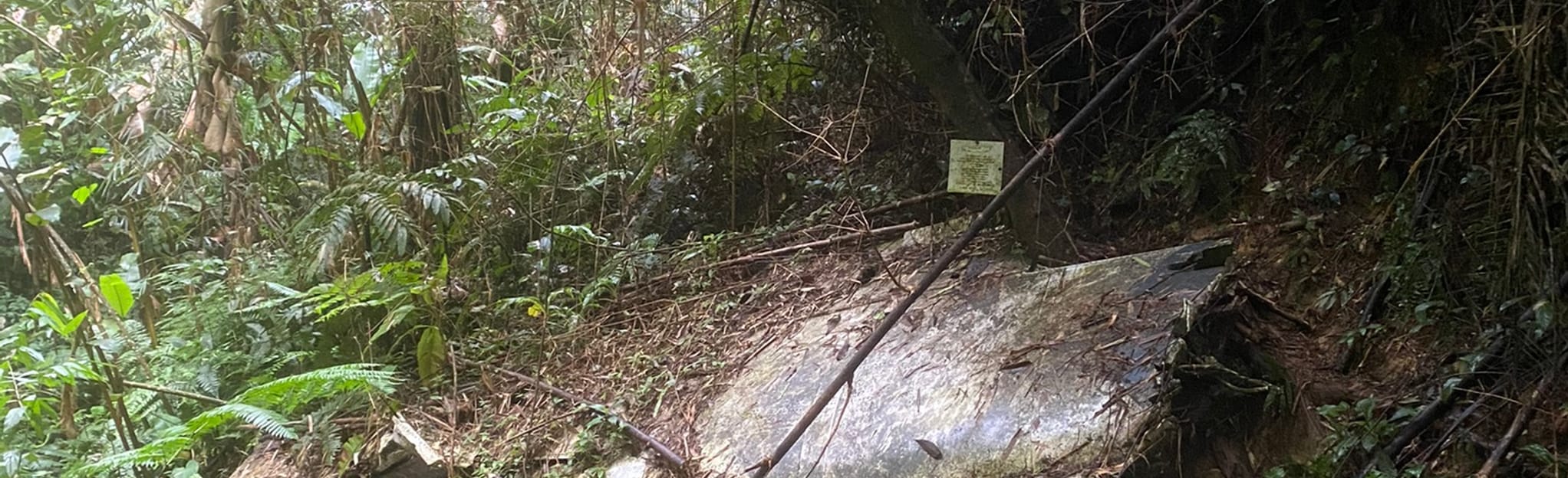 Mount Berembun zum Mount Telepak Buruk Trailhead: 56 Fotos - Negeri ...