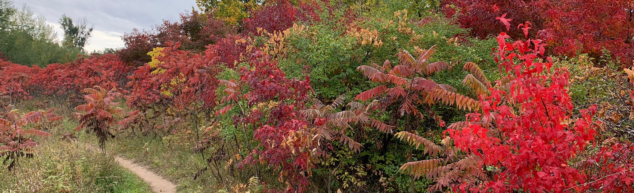 McCarthy Woods Perimeter Loop, Ontario, Canada - 23 Reviews, Map ...