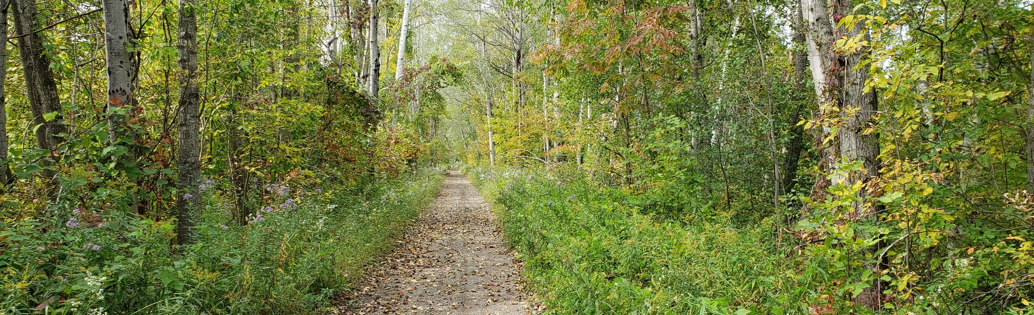 Georgian Bay Trail, Ontario, Canada - 5 Reviews, Map | AllTrails
