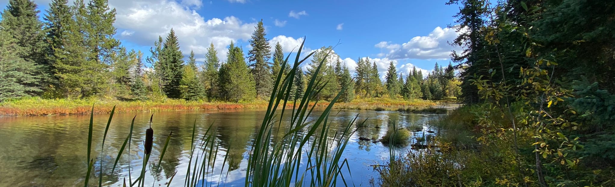 Goodsir Nature Park Loop: 8 Fotos - British Columbia, Kanada | AllTrails