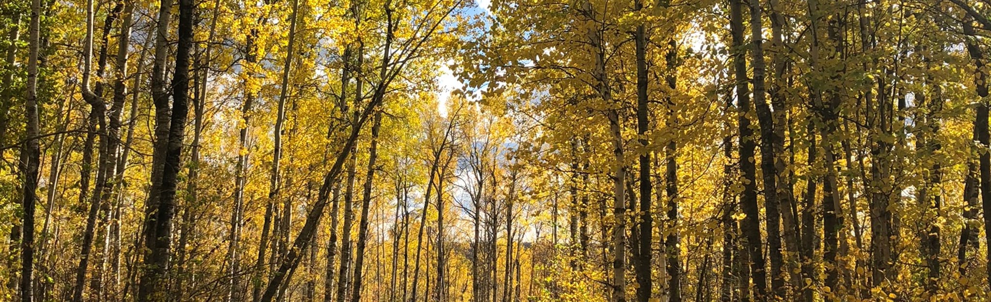 Ridge Trail, Alberta, Canada - 14 Reviews, Map | AllTrails