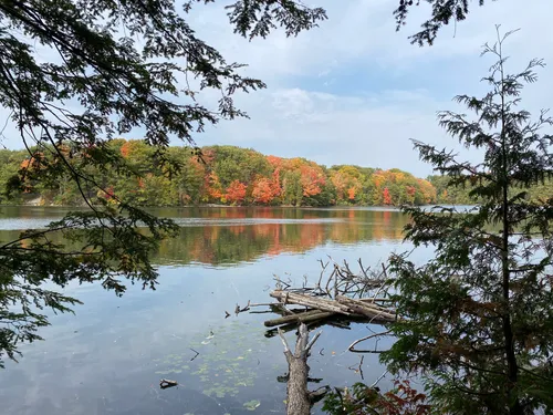 10 Best Trail Running Trails in Richmond Hill | AllTrails