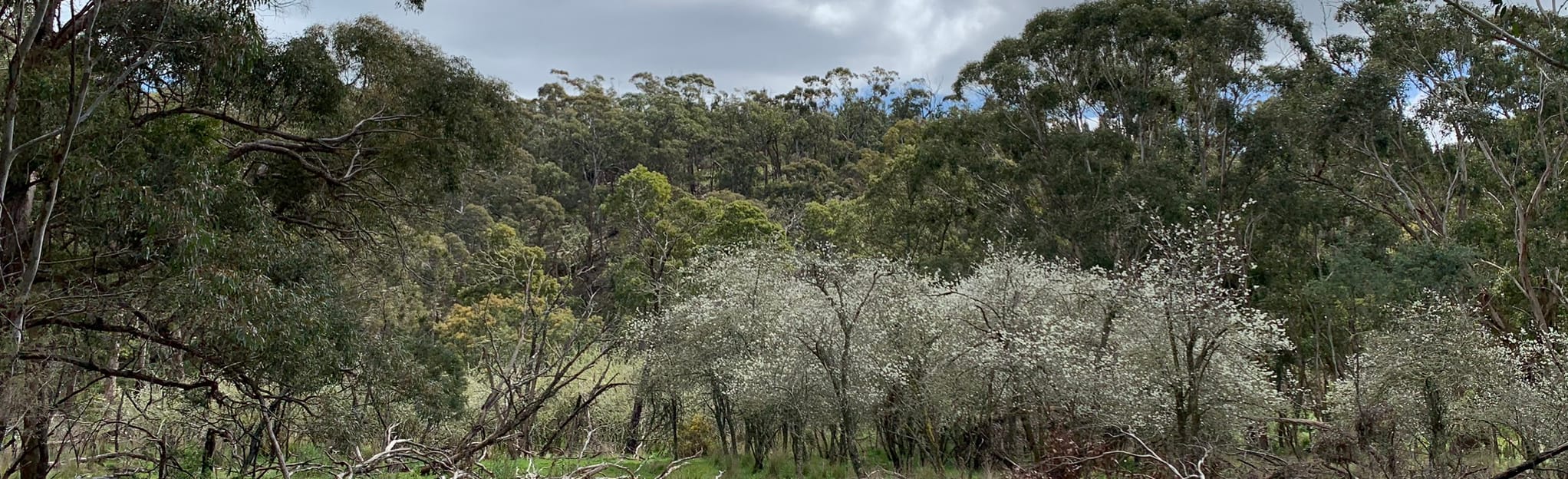 The Wallaby Track, Victoria, Australia - 5 Reviews, Map | AllTrails