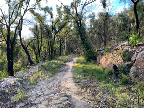 10 Best Hikes and Trails in Dharug National Park | AllTrails