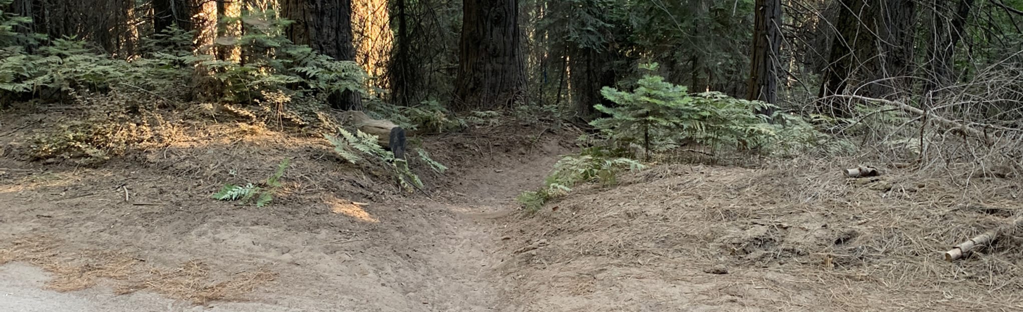 Fish Camp Loop, California - 19 Reviews, Map | AllTrails