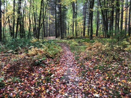 Best Hikes and Trails in Larose Forest | AllTrails