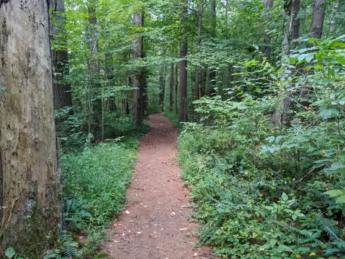 Best 10 Hikes and Trails in Yellowwood State Forest | AllTrails