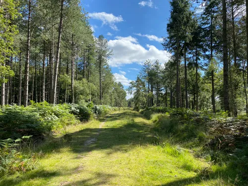 Best Backpacking Trails in New Forest National Park | AllTrails