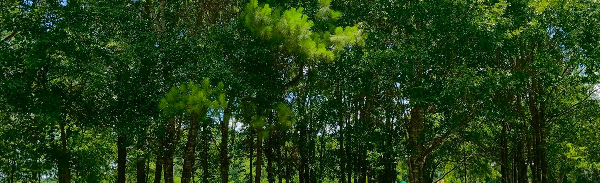 Southbelt Hike and Bike Trail - Texas | AllTrails