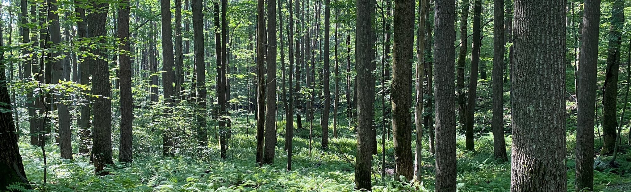 Miller Trail, Rankin Trail, and Hess Trail Loop, Pennsylvania - 164 ...