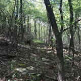 Hogback Mountain Trail, Pennsylvania - 25 Reviews, Map | AllTrails