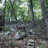 Hogback Mountain Trail, Pennsylvania - 25 Reviews, Map | AllTrails
