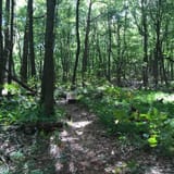 Hogback Mountain Trail, Pennsylvania - 25 Reviews, Map | AllTrails