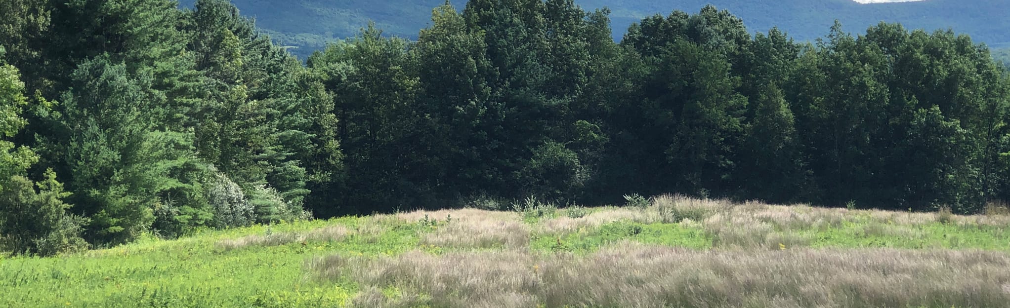 Mason Hill via Niles Trail, Massachusetts - 26 Reviews, Map | AllTrails