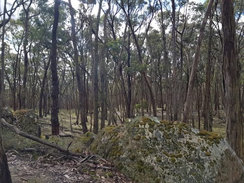Best 10 Hikes and Trails in Creswick State Forest | AllTrails