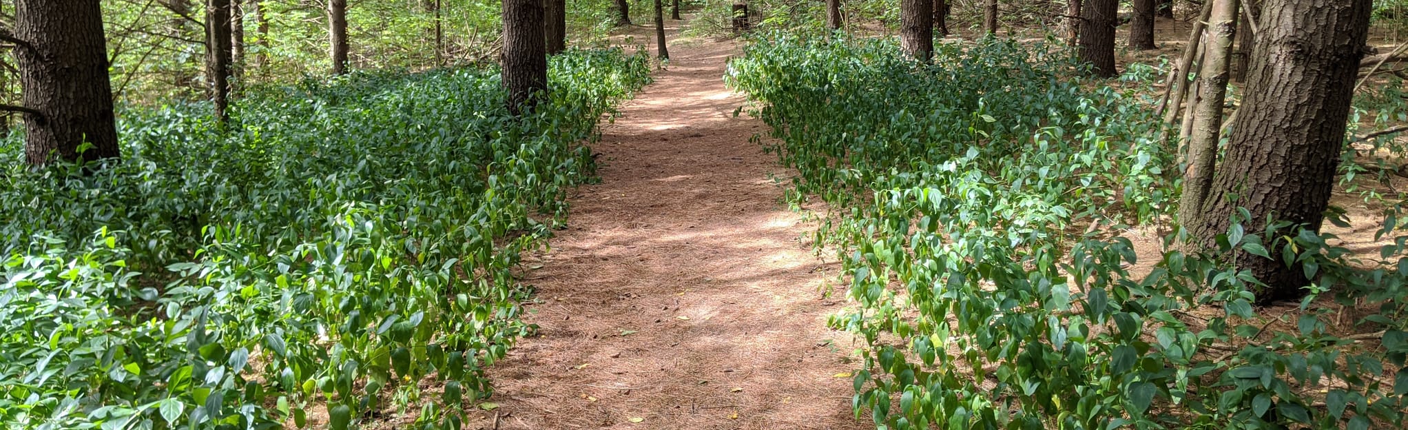 Chesney Wilderness Area Trail: 174 Reviews, Map - Ontario, Canada ...