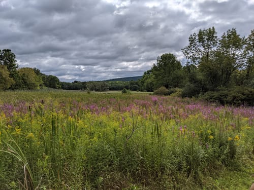Best 10 Hikes and Trails in Wawayanda State Park | AllTrails