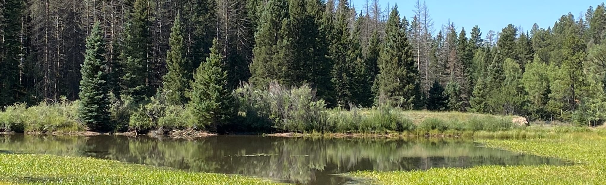 AllTrails | Lost Pond Loop: 233 Reviews, Map - Colorado