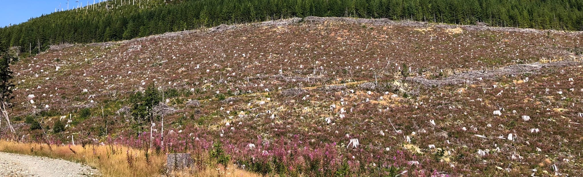 Mount Persis West Ridge Trail: 21 Reviews, Map - Washington | AllTrails