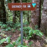 Doerner Fir Trail, Oregon - 29 Reviews, Map | AllTrails