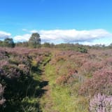 Brimham Rocks Boundary Walk, North Yorkshire, England - 144 Reviews ...