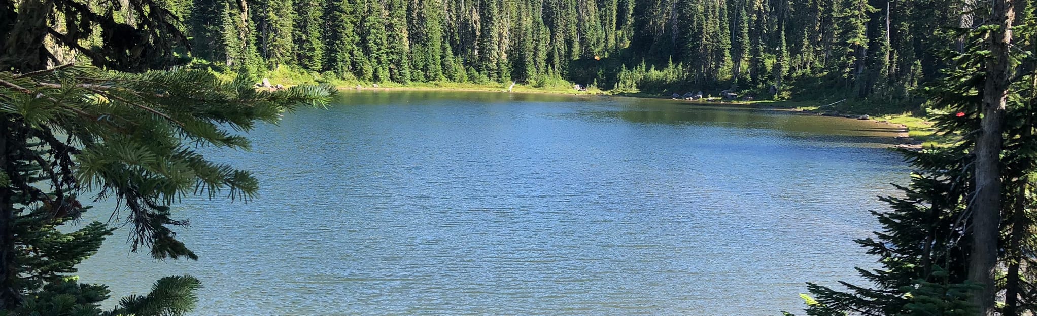 Indian Heaven Trail #33, Washington - 155 Reviews, Map | AllTrails