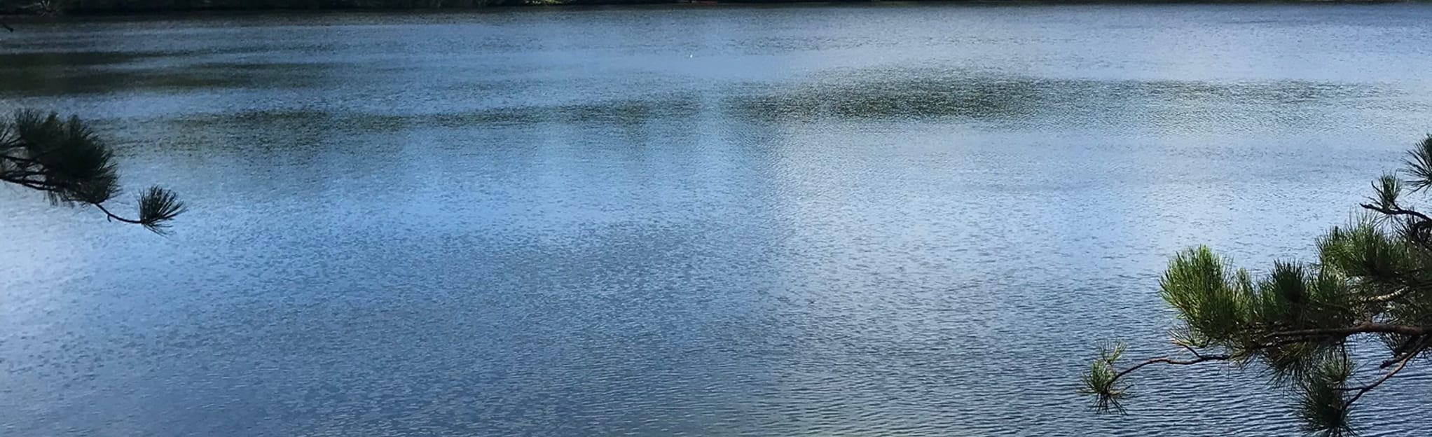 Flax Pond Loop, Massachusetts - 313 Reviews, Map | AllTrails