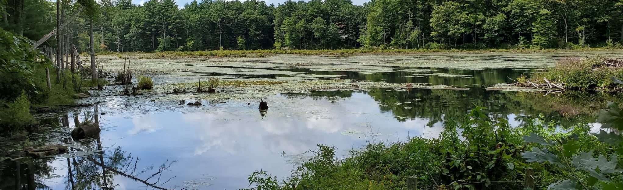 Towns Pond Loop, Massachusetts - 133 Reviews, Map | AllTrails