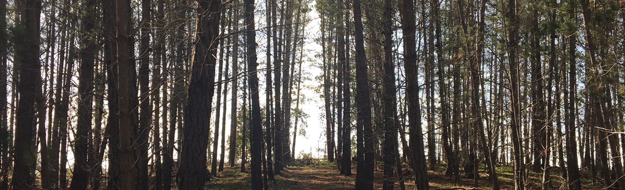 Pineys Loop: 7 Reviews, Map - Victoria, Australia | AllTrails