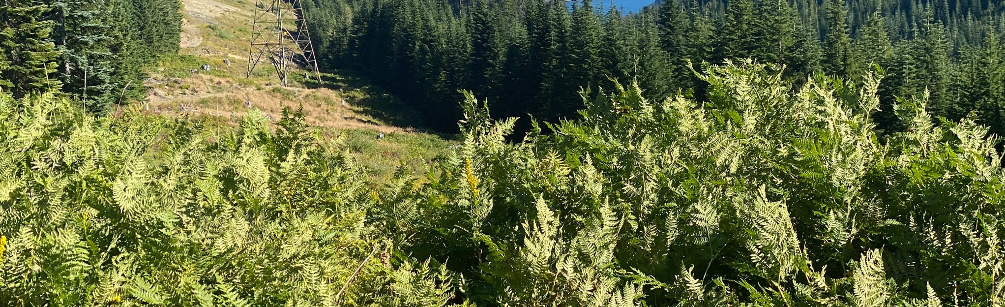 Mount Hyak Loop, Washington - 56 Reviews, Map | AllTrails