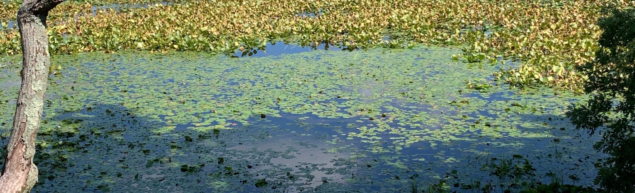 Pisgah Marsh Boardwalk, Indiana - 26 Reviews, Map | AllTrails