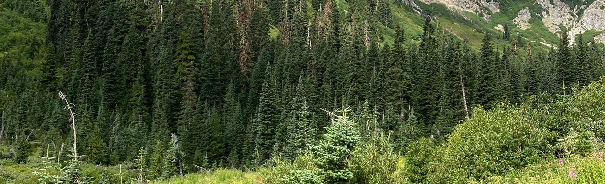Spider Meadows to Holden | Map, Guide - Washington | AllTrails