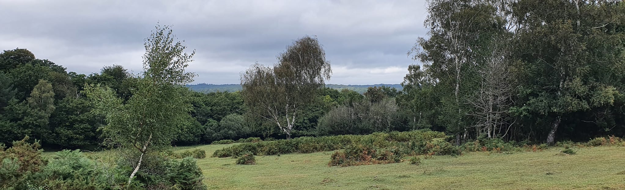 Rufus Stone Circular, Hampshire, England - 21 Reviews, Map | AllTrails