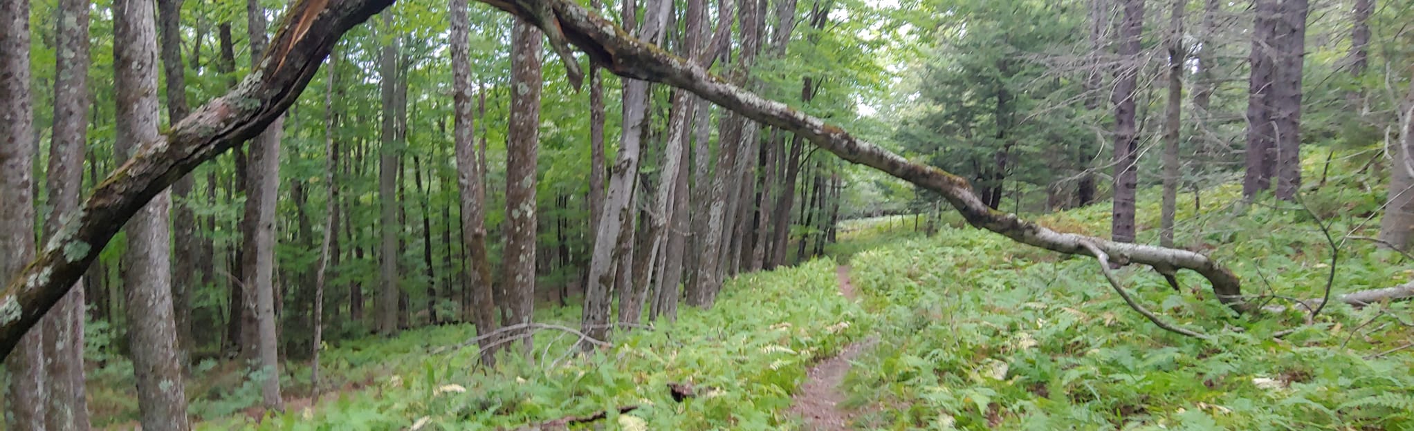 Primitive Trail to West Lake, Vermont - 79 Reviews, Map | AllTrails