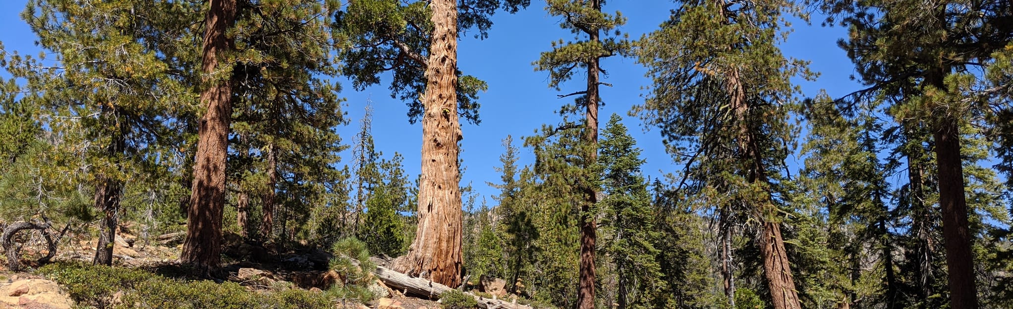 Chilcoot Pass Loop, California - 2 Reviews, Map | AllTrails
