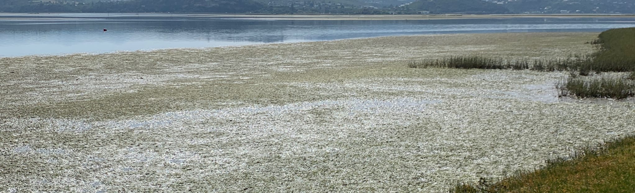 White Bridge - Lake Brenton, Western Cape, South Africa - 2 Reviews ...