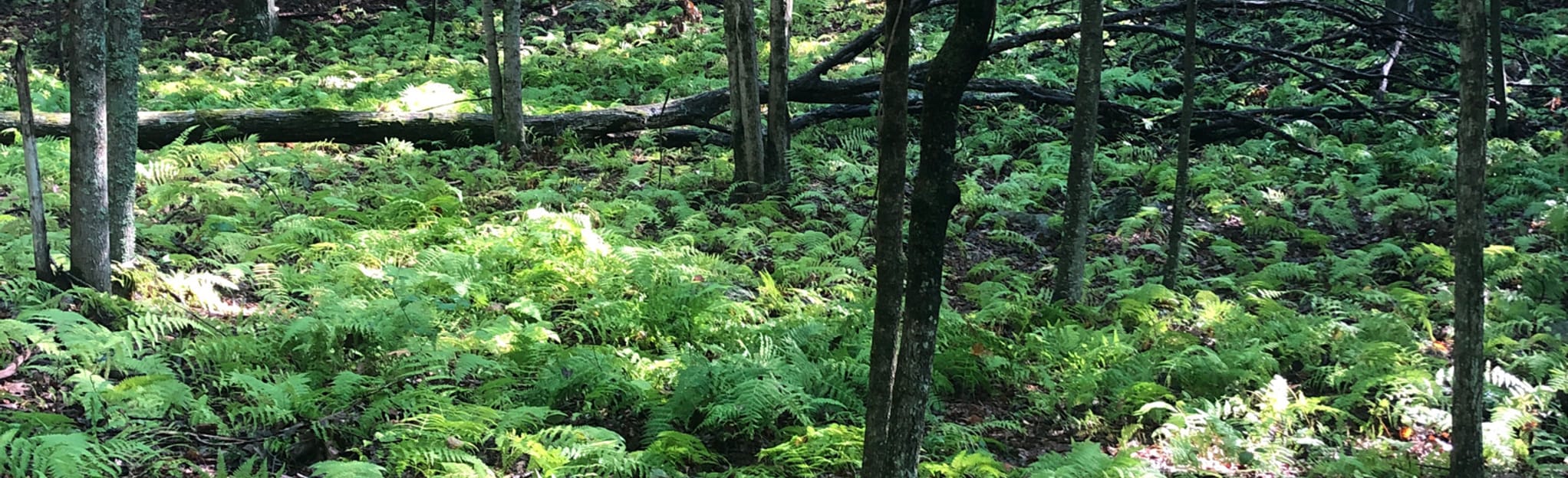 Quillinan Reservoir White Loop: 184 Reviews, Map - Connecticut | AllTrails