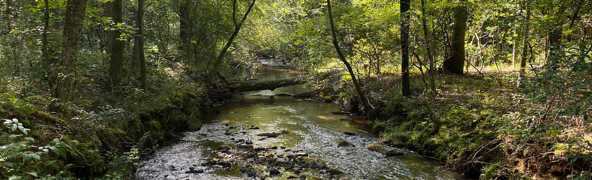 Forest Bathing Trail via Vineyard Trail, North Carolina - 52 Reviews ...