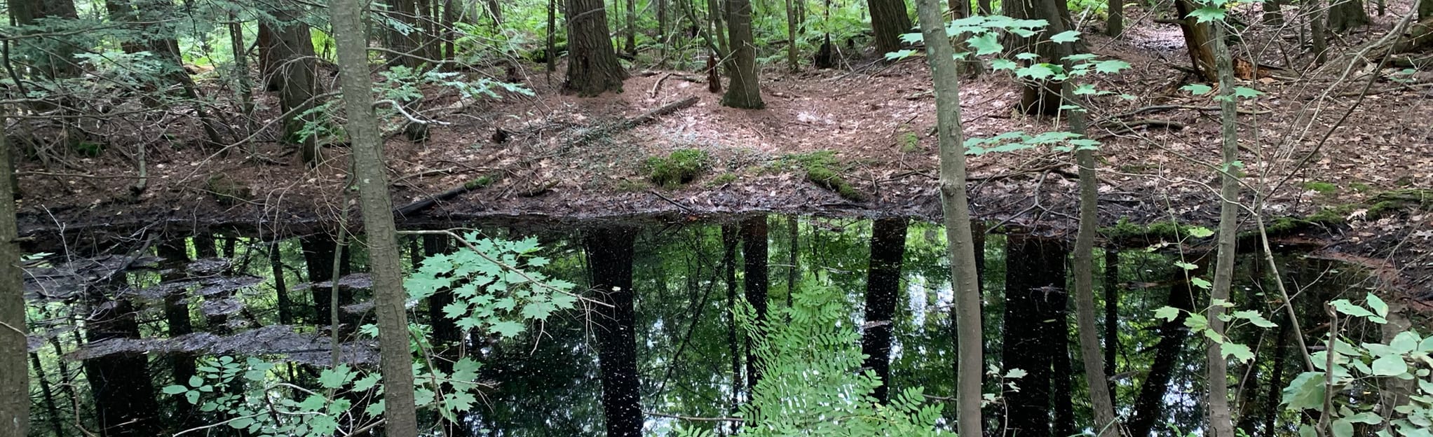 Simcoe County Forests: Wildman Tract, Ontario, Canada - 28 Reviews, Map ...