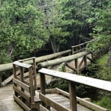 Luzerne Boardwalk, Michigan - 83 Reviews, Map | AllTrails