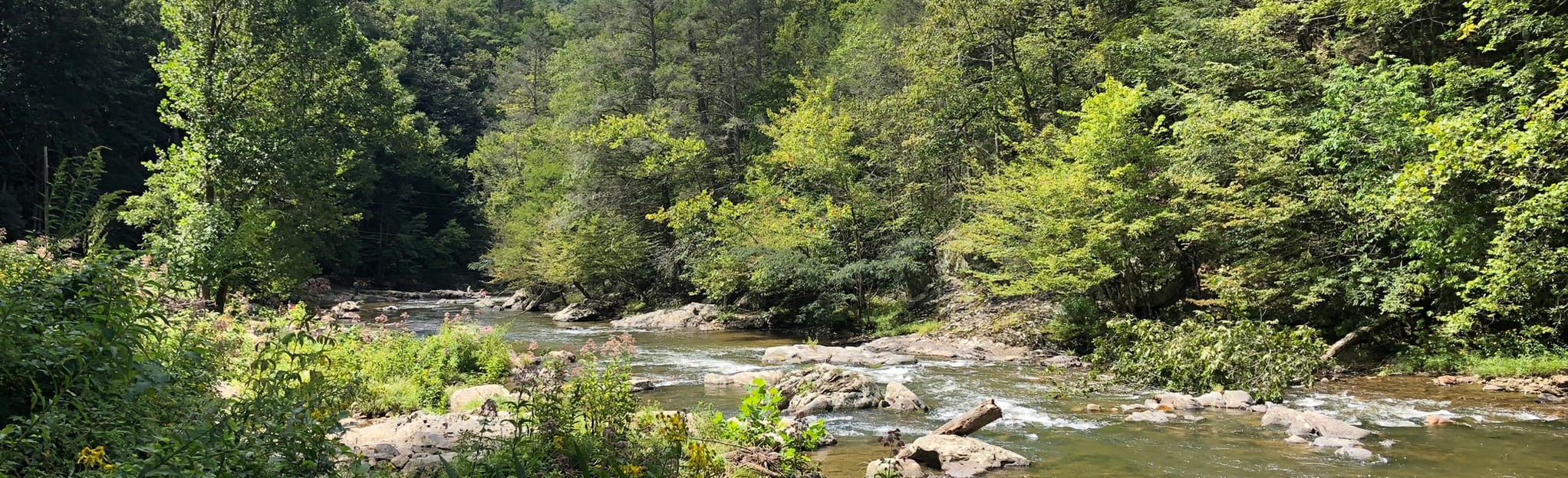 Laurel River Trail, North Carolina - 1,303 Reviews, Map | AllTrails