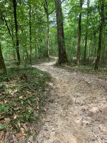 Best Hikes and Trails in Homochitto National Forest | AllTrails