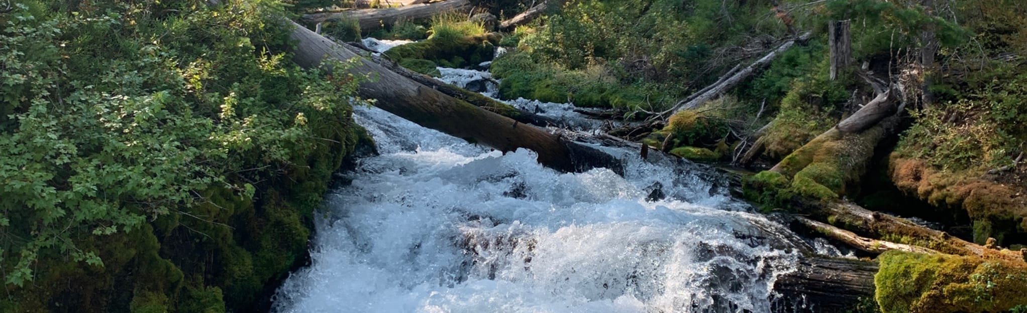 Boundary Springs Trail - Oregon | AllTrails