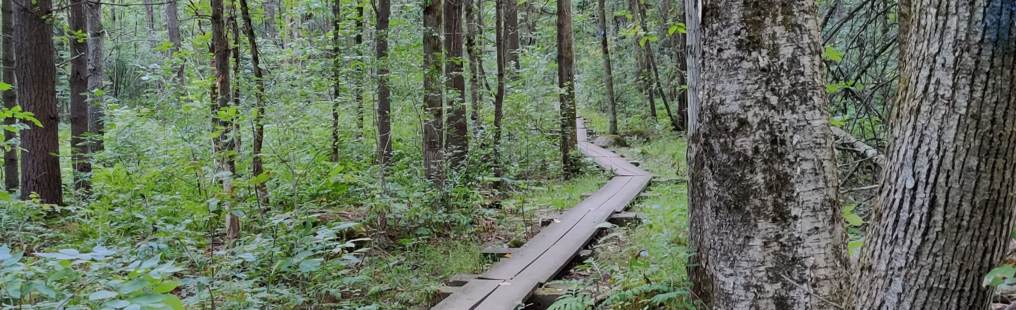 Indian Brook Outer Loop, Vermont - 224 Reviews, Map | AllTrails