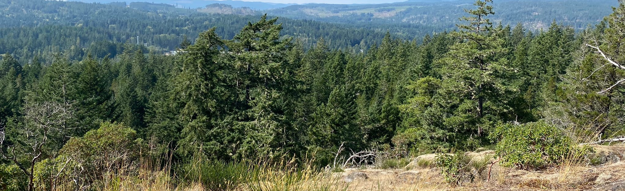 Broom Hill via Old Stunt Trail Loop : 95 Reviews, Map - British ...