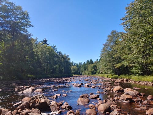 2023 Best Forest Trails in Independence River Wild Forest | AllTrails