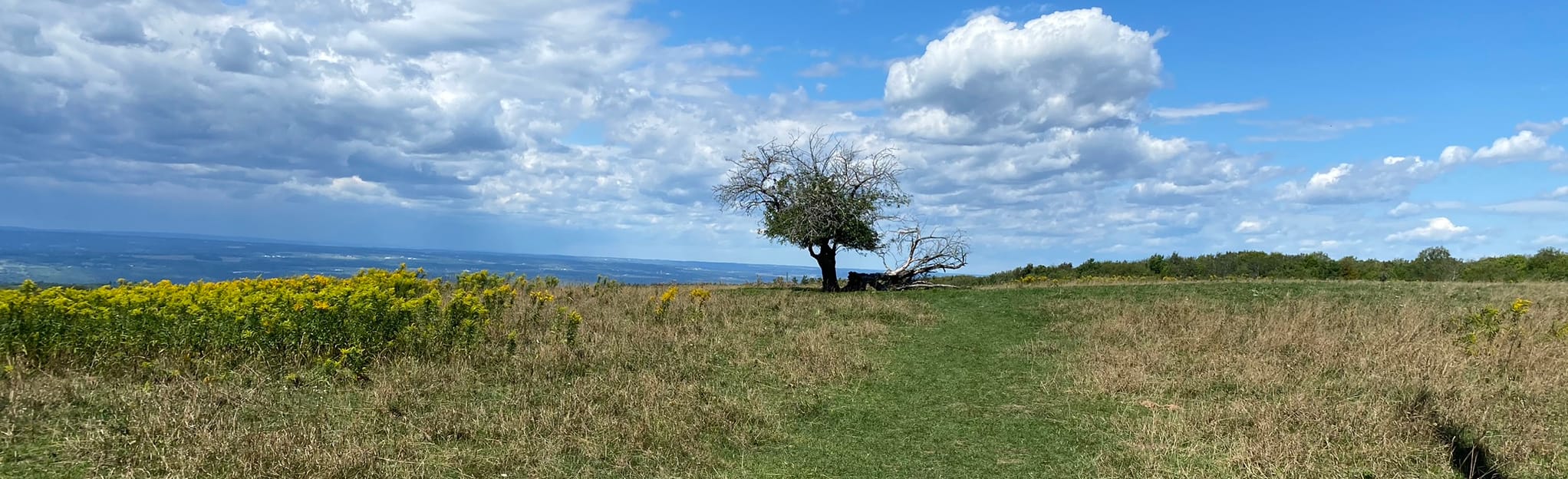 Interloken Trail to Blueberry Patch Campground: 299 foto's - New York ...